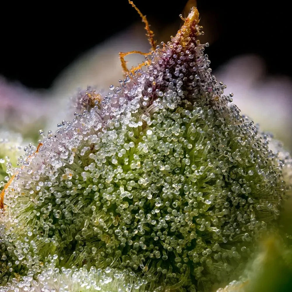 Mendo Breath | Barney’s Farm | Makeaa indica-tehoa – Seeds Of Love